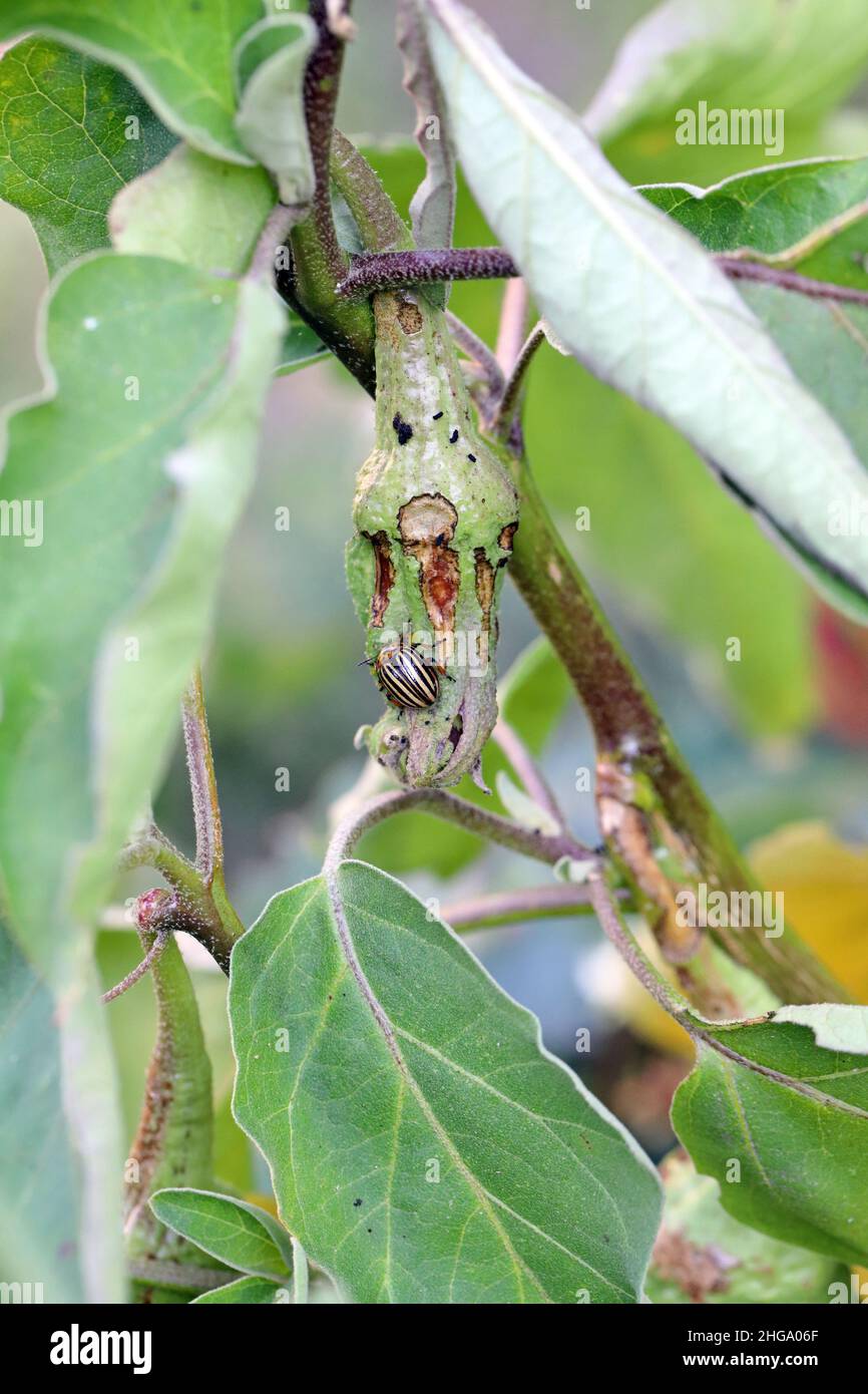 Colorado beetles hi-res stock photography and images - Alamy