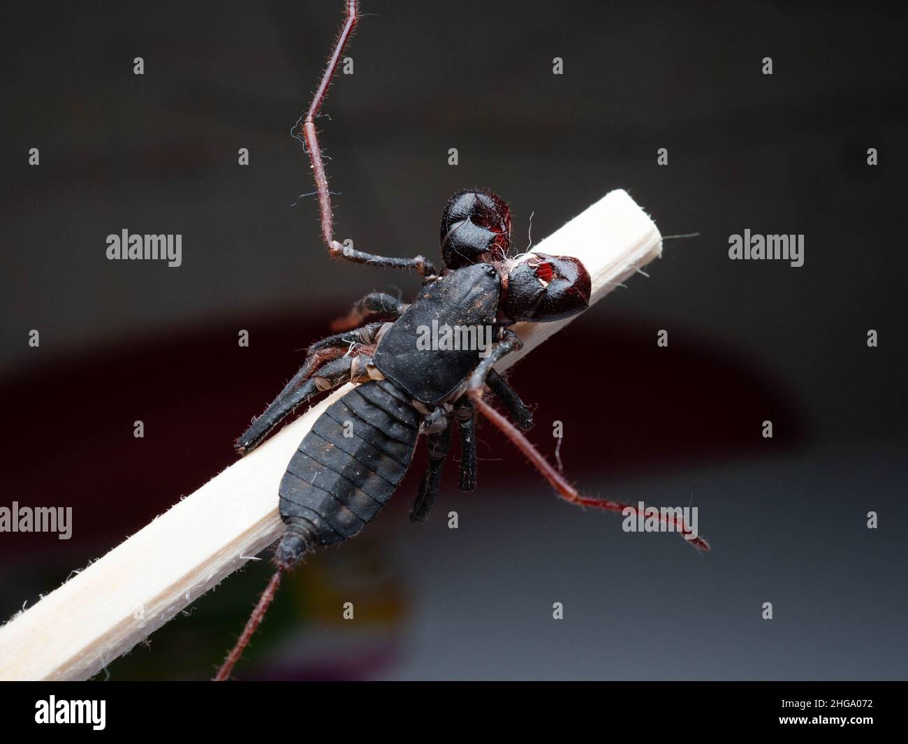 Close up shoot of Thelyphonida, an arachnid order comprising ...