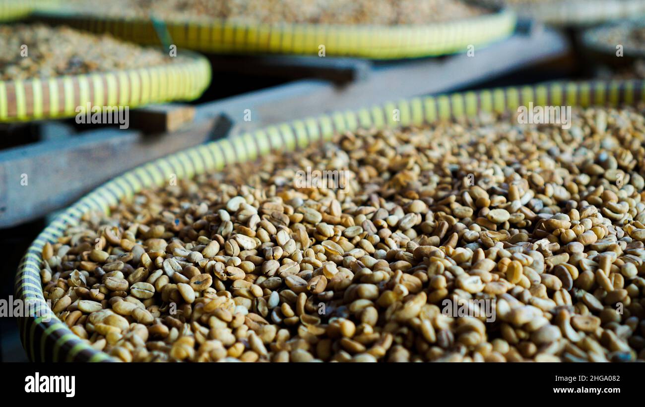 Coffee bean, source of different delicious beverage. Taken in Indonesia ...