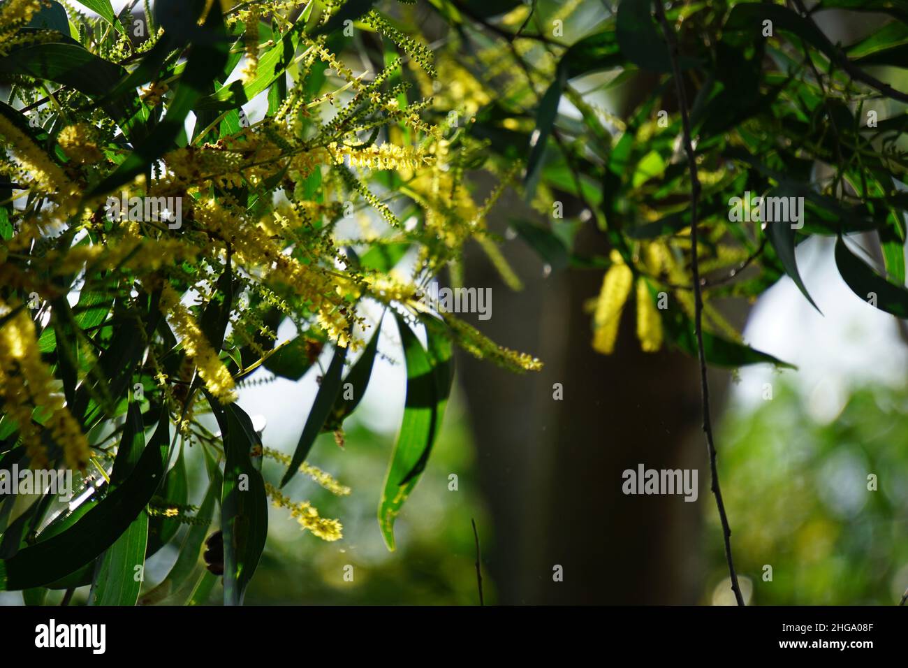 Acacia aneura flower (also called mulga, true mulga, akasia) with a ...