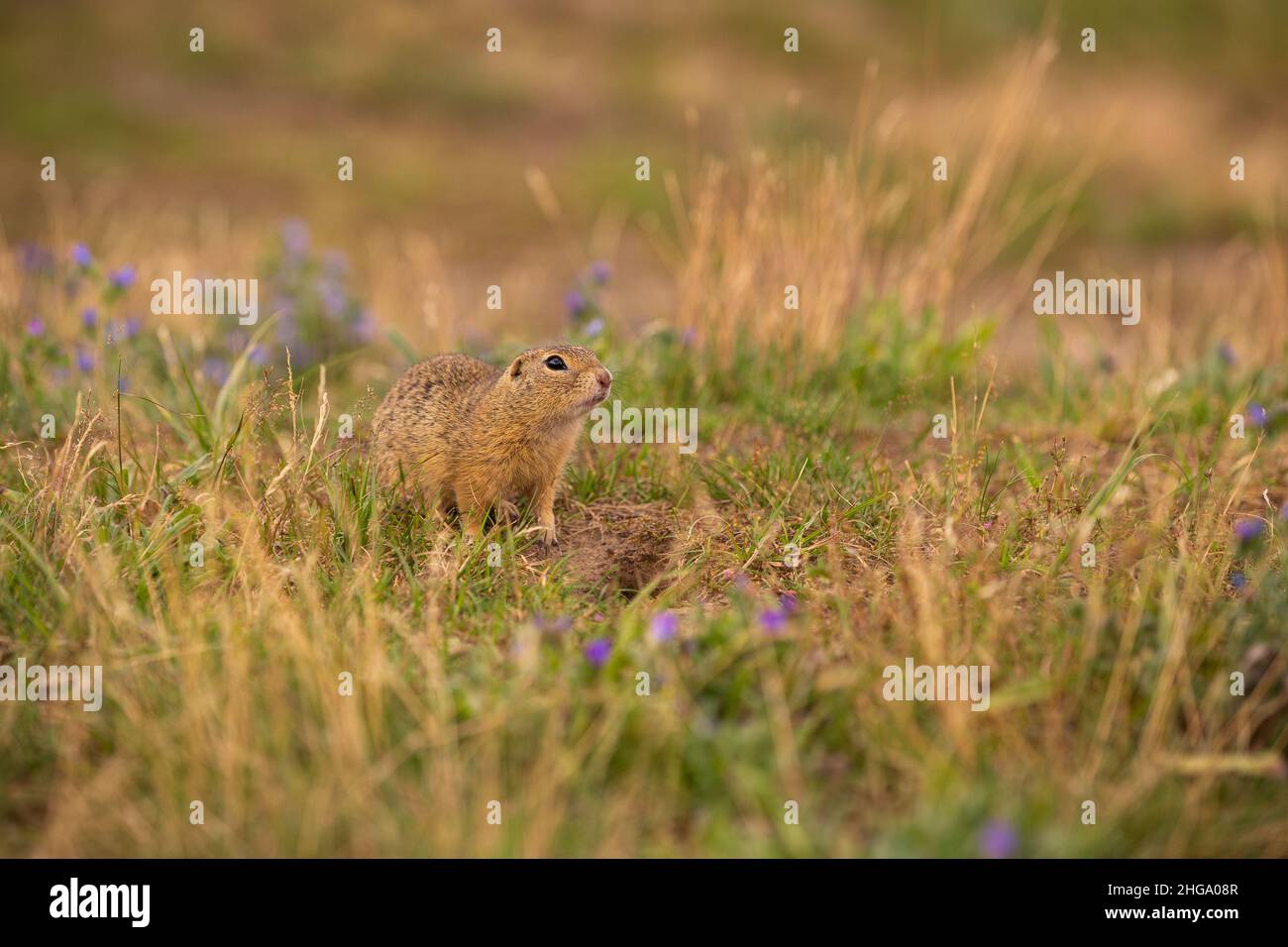 Common ground squirrel on blooming meadow. European suslik ...