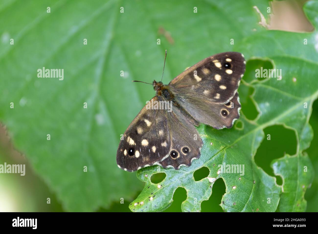 A speckled wood butterfly on a bright green leaf in Blean woods, Kent ...