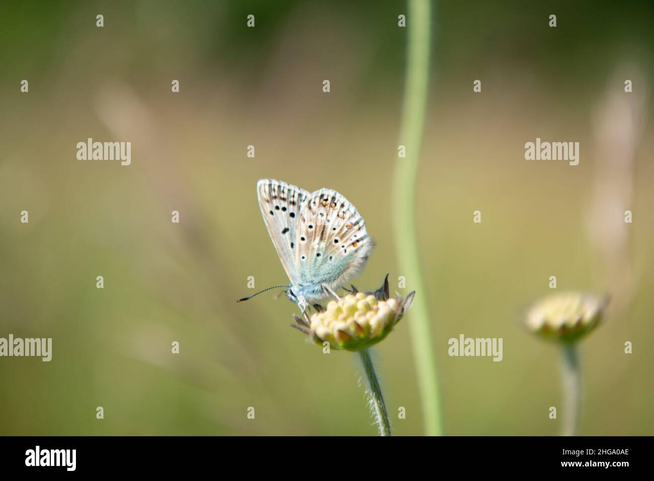 Chalkhill blue hi-res stock photography and images - Alamy