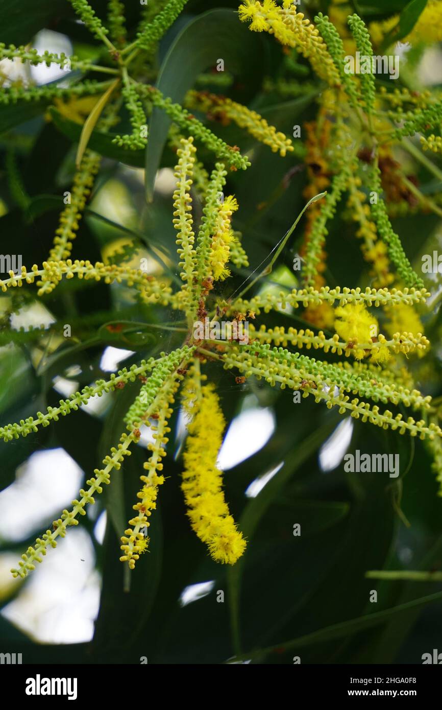 Acacia aneura flower (also called mulga, true mulga, akasia) with a ...