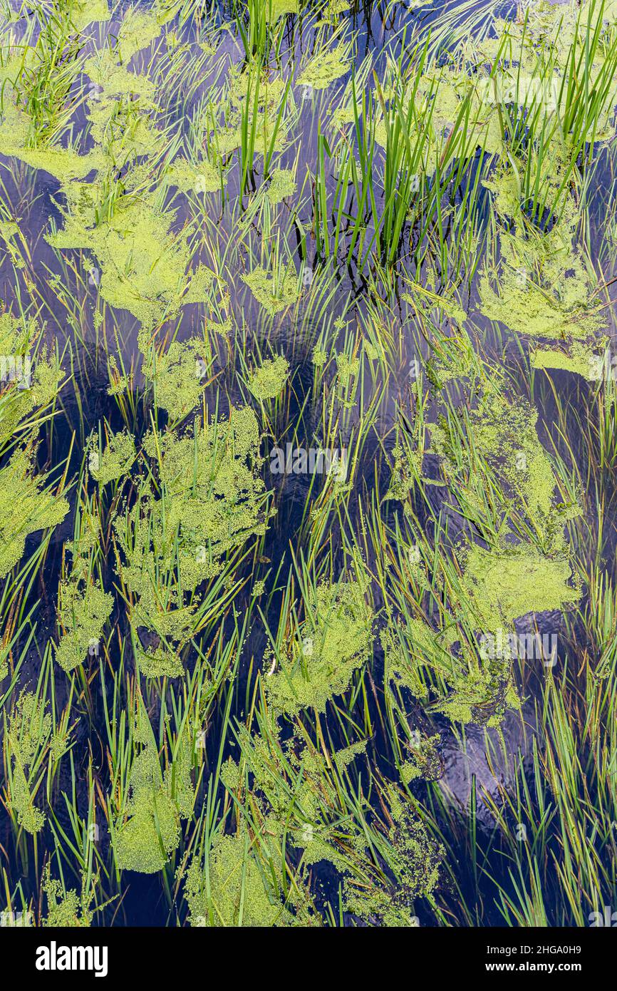Reeds and pond weed growing in the River Torne near Doncaster ...
