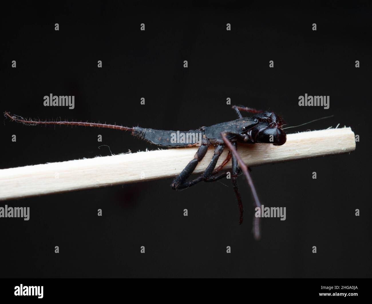 Close up shoot of Thelyphonida, an arachnid order comprising ...