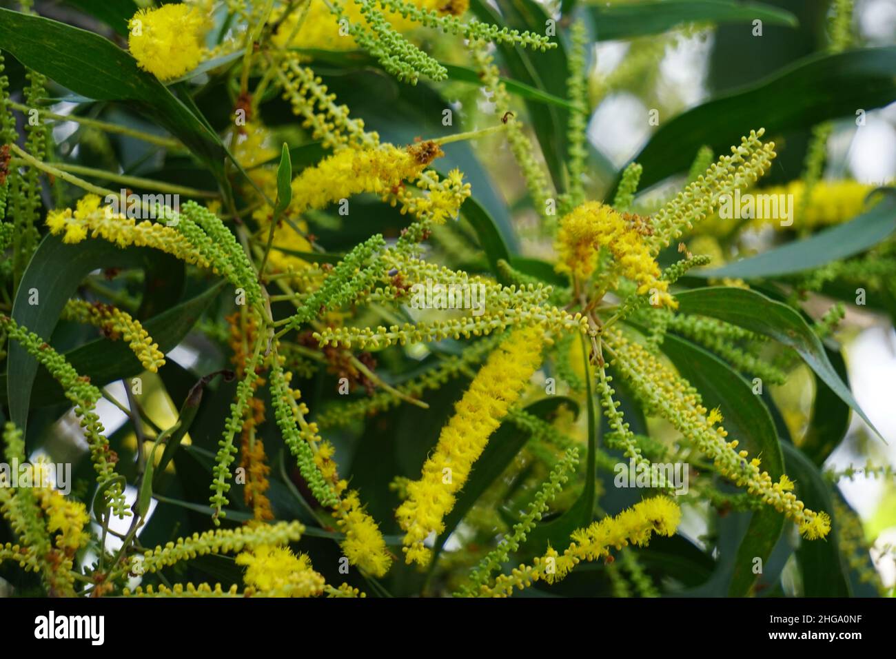 Acacia aneura flower (also called mulga, true mulga, akasia) with a ...