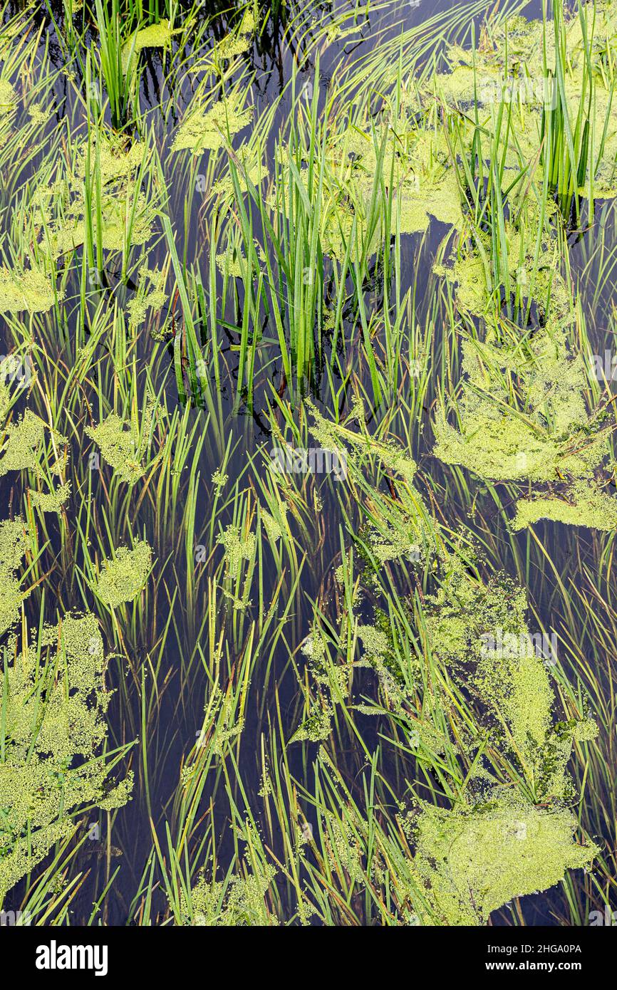 River weeds uk hi-res stock photography and images - Alamy