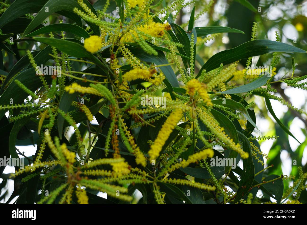 Acacia aneura flower (also called mulga, true mulga, akasia) with a ...