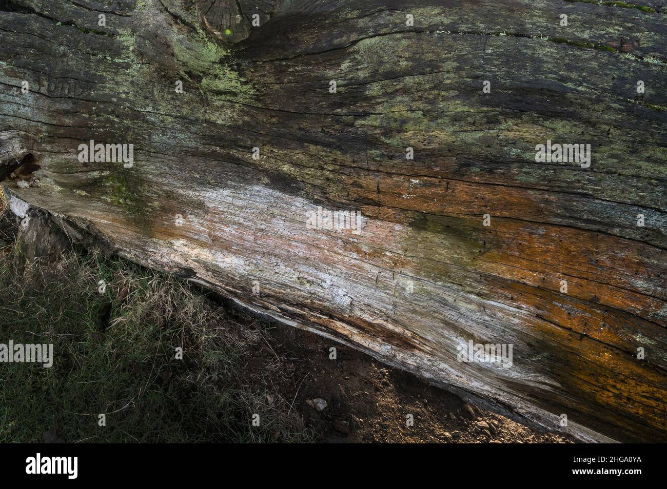 Dry rot and woodworm on fallen tree Stock Photo - Alamy