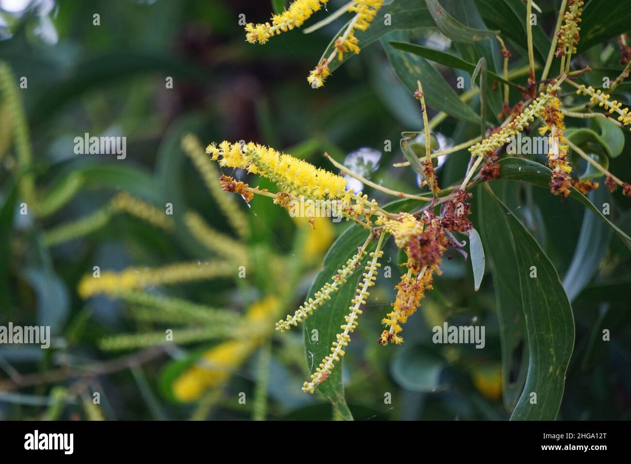 Acacia aneura flower (also called mulga, true mulga, akasia) with a ...