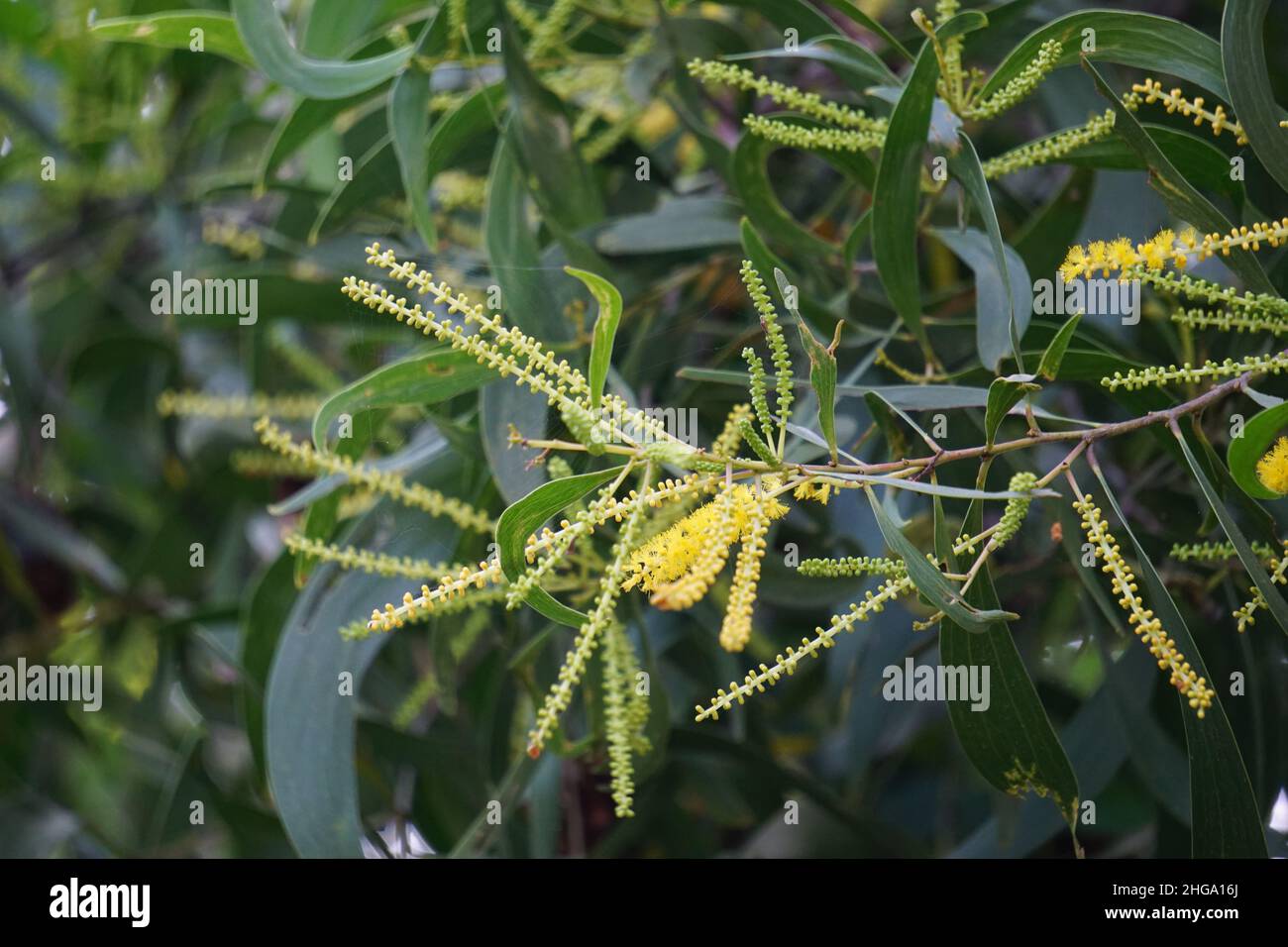 Acacia aneura flower (also called mulga, true mulga, akasia) with a ...