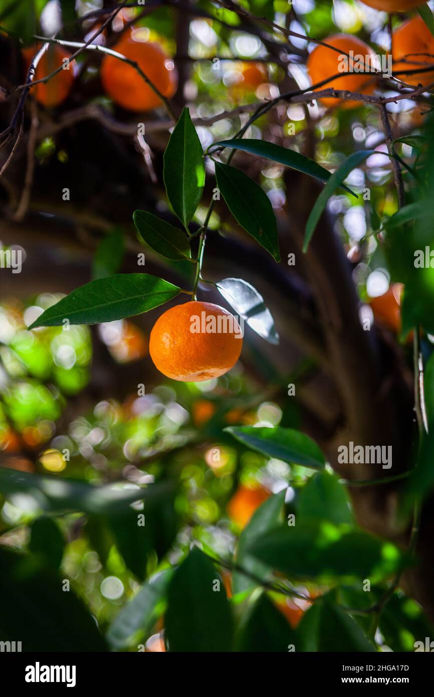 Fresh tangerines in my vegetable garden in Évora, Alentejo Stock Photo ...