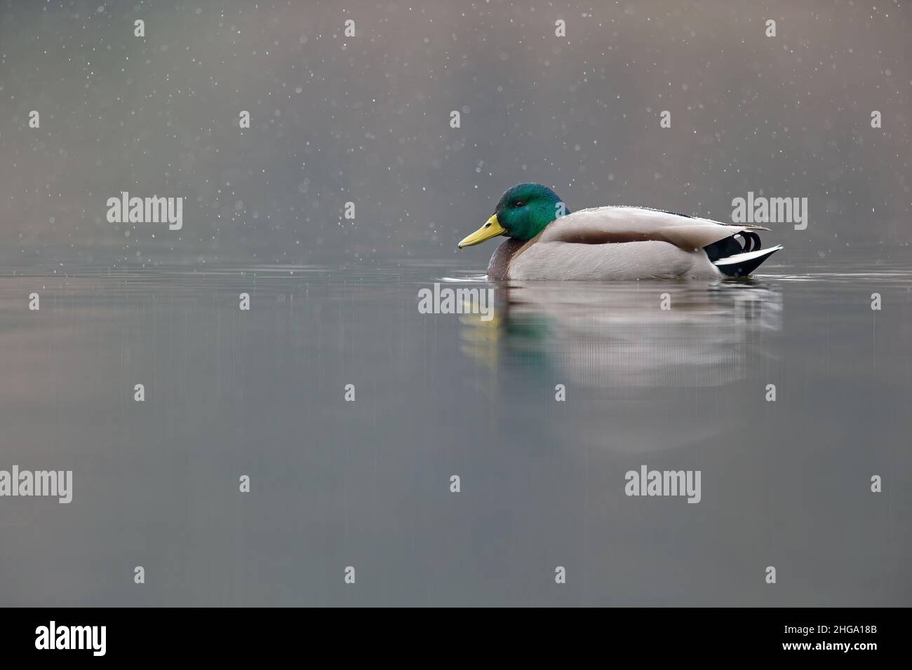 Mallard male colours hi-res stock photography and images - Alamy