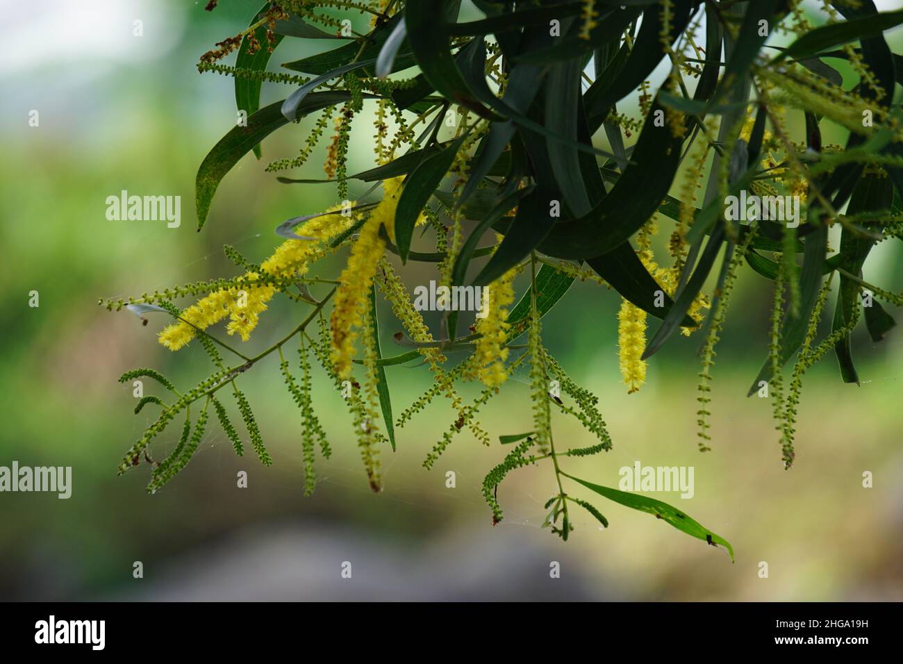 Acacia aneura flower (also called mulga, true mulga, akasia) with a ...