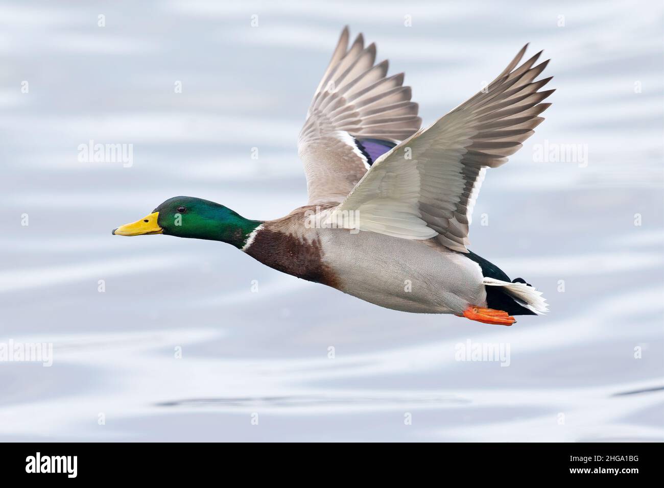 Mallard Duck Flying