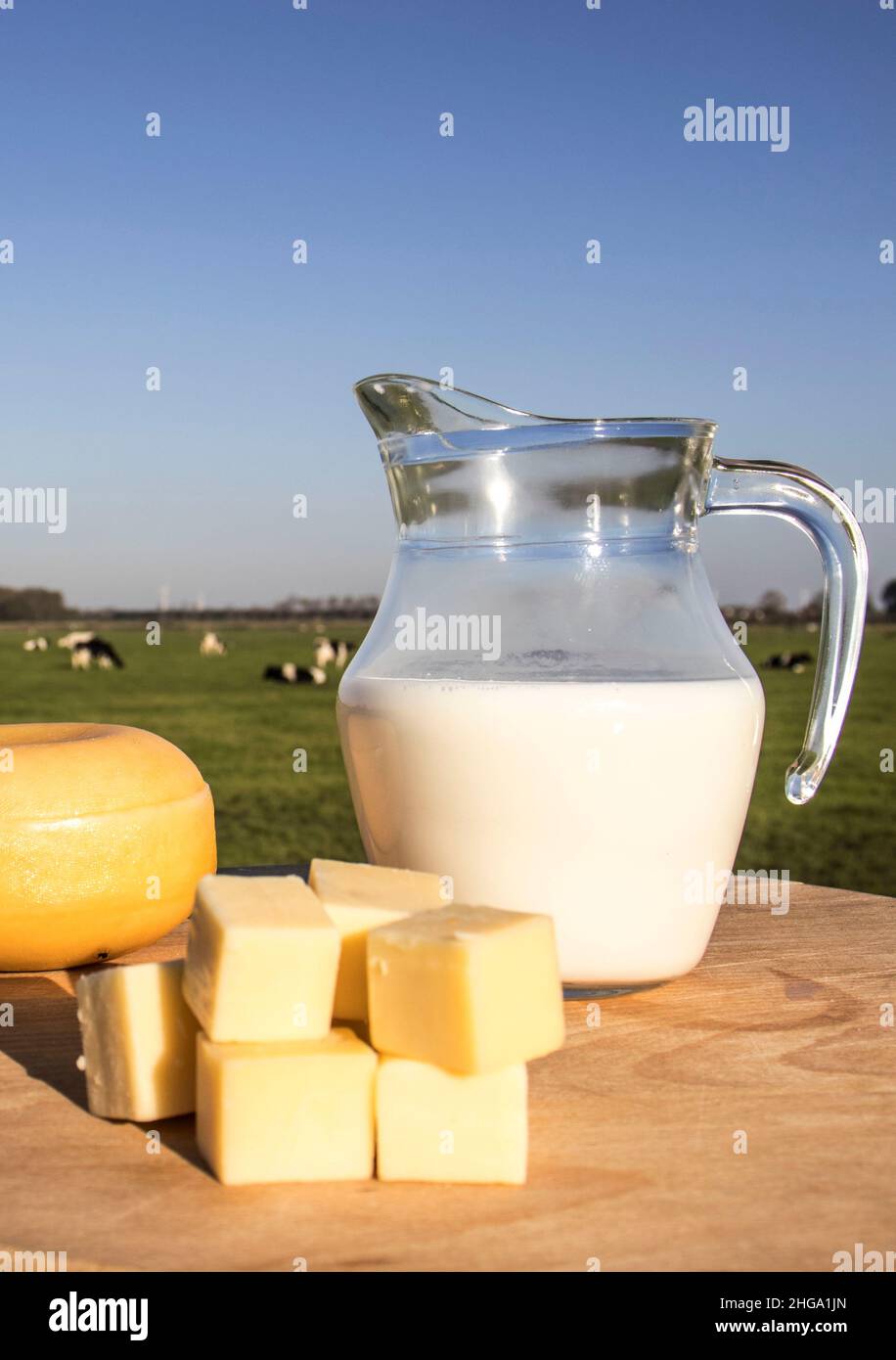 Milky cow hi-res stock photography and images - Alamy