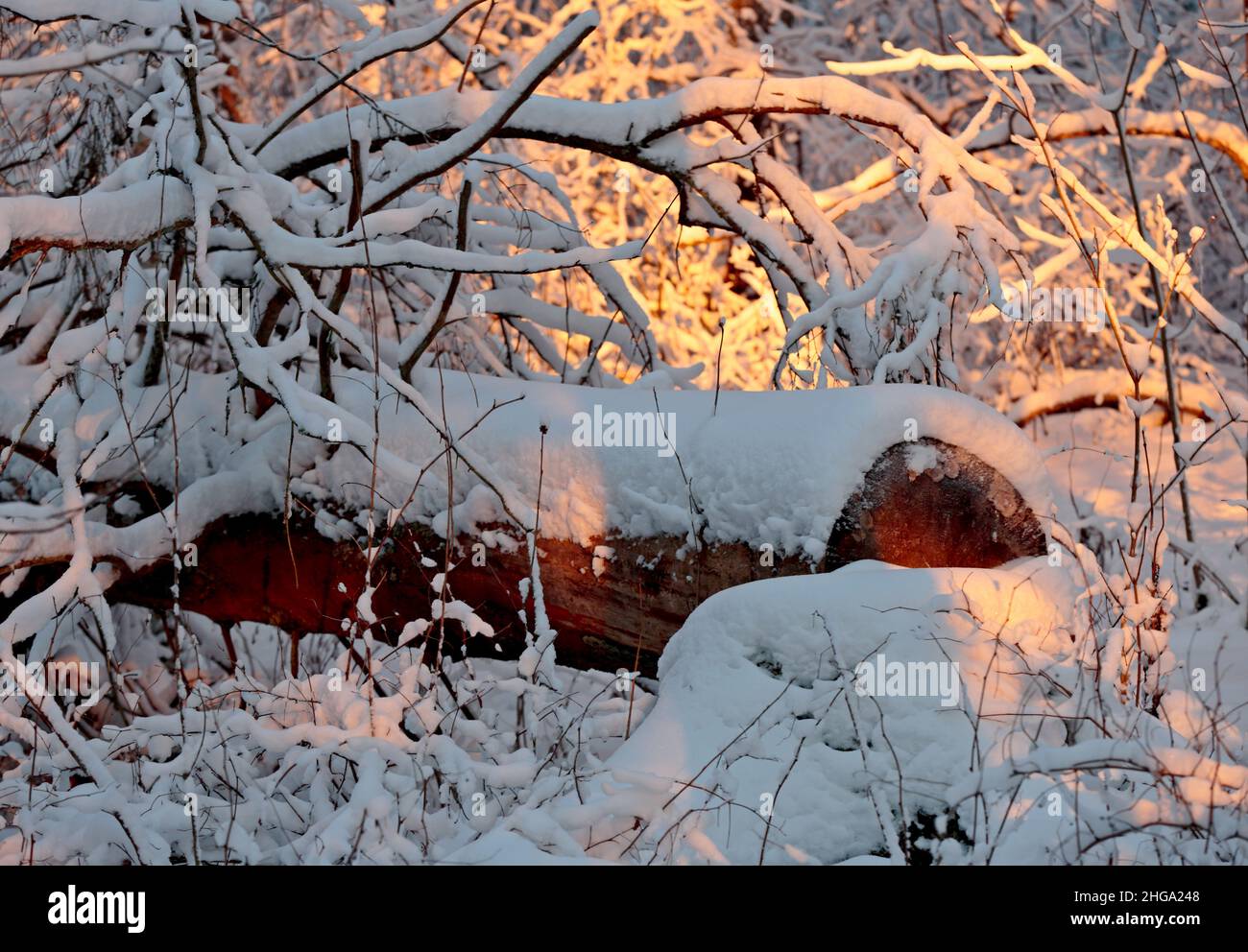 Fallen, snowy tree trunk resting in white snowdrift on a sunny winter ...