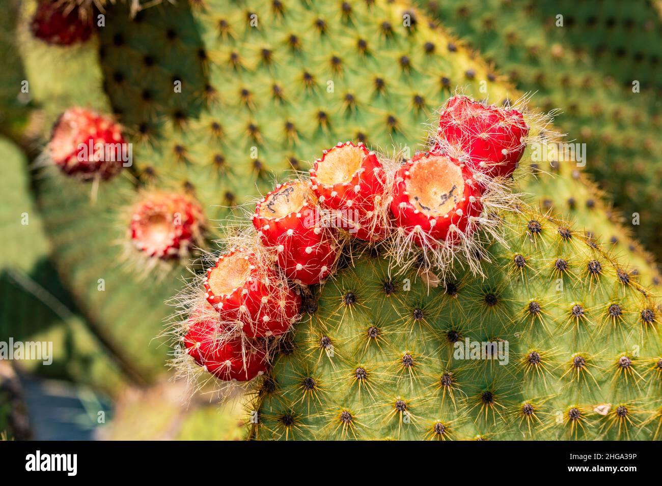Cactus con spine hi-res stock photography and images - Alamy