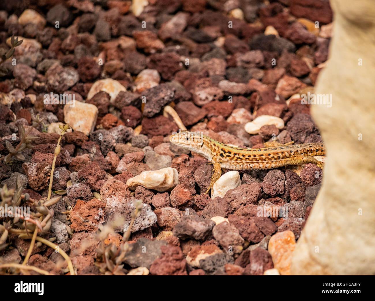 Close up of a small, scaly-skinned lizard crawling cautiously over ...