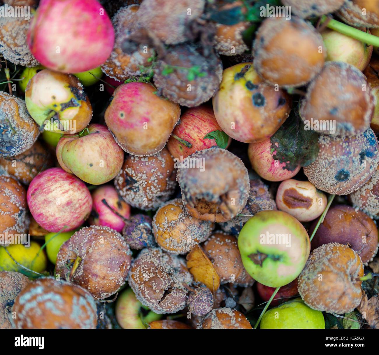 Insect damaged apples hi-res stock photography and images - Alamy
