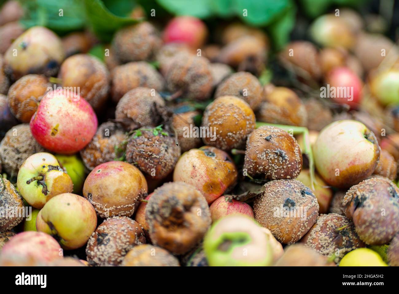 Insect damaged apples hi-res stock photography and images - Alamy