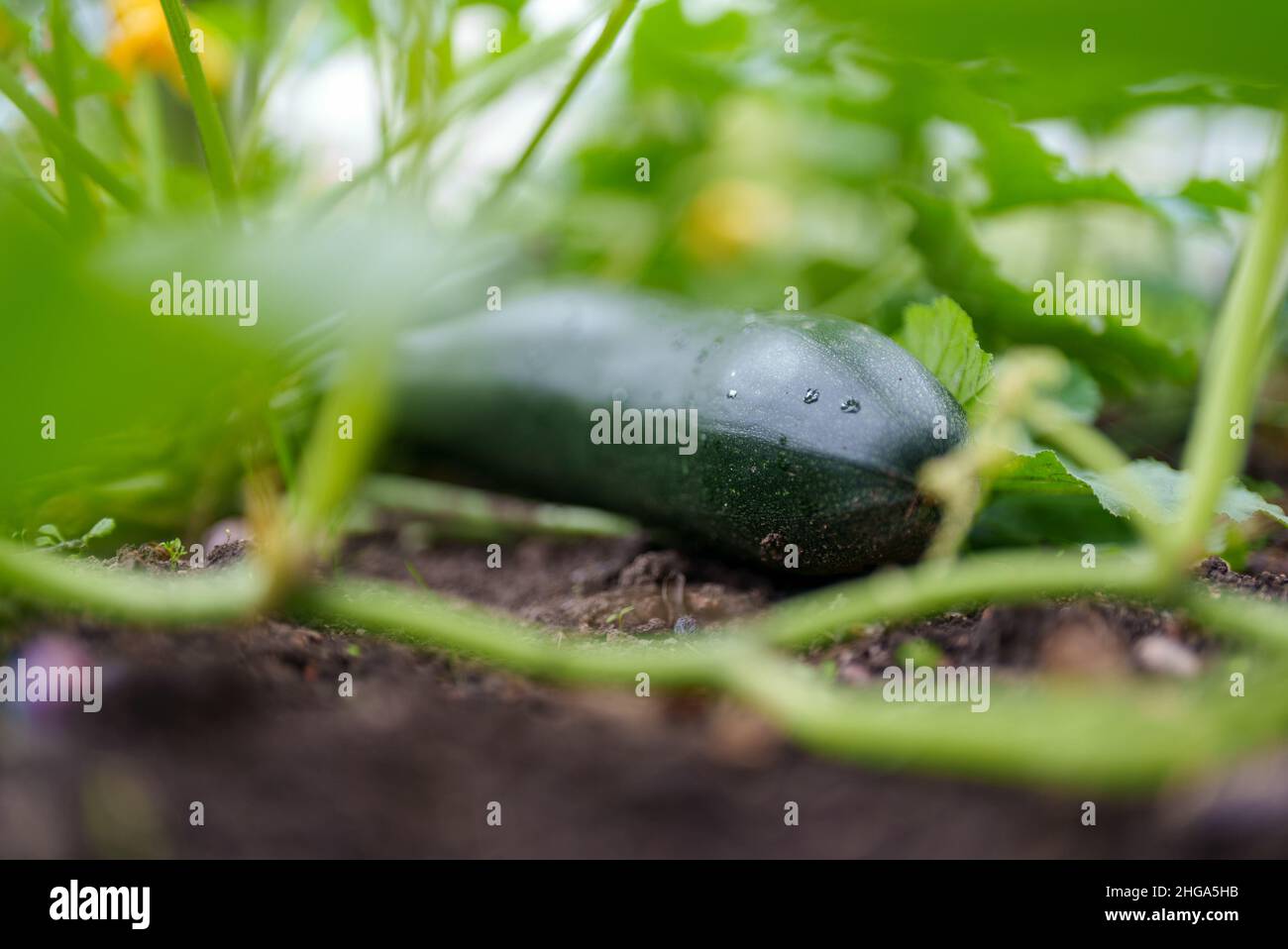 Vegetable marrow plant on the garden bed Stock Photo - Alamy