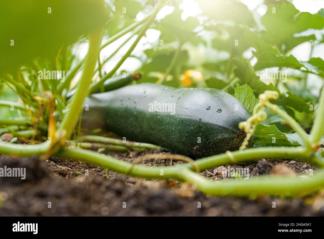 Vegetable marrow plant on the garden bed Stock Photo - Alamy