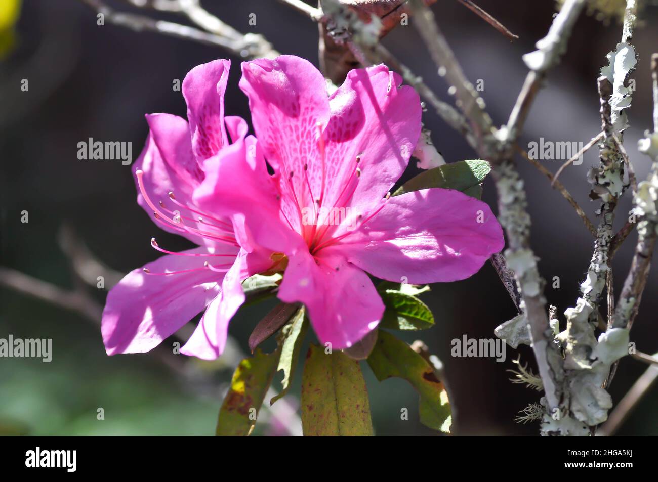 Rhododendron arboreum Smith subsp, delavayi or Franch or Chamberlain or ...