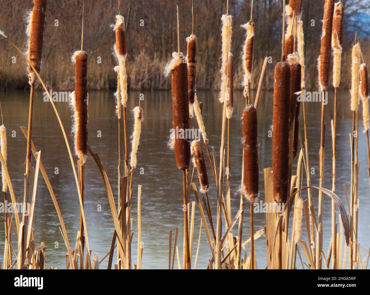 Fall Cattail Bulrush Cattails High Resolution Stock Photography and ...