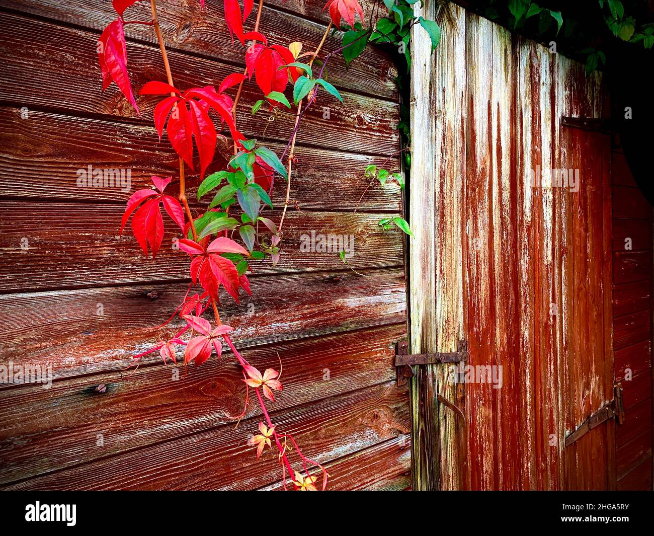 Autumn Virginia Creeper Against Old Shed Stock Photo - Alamy