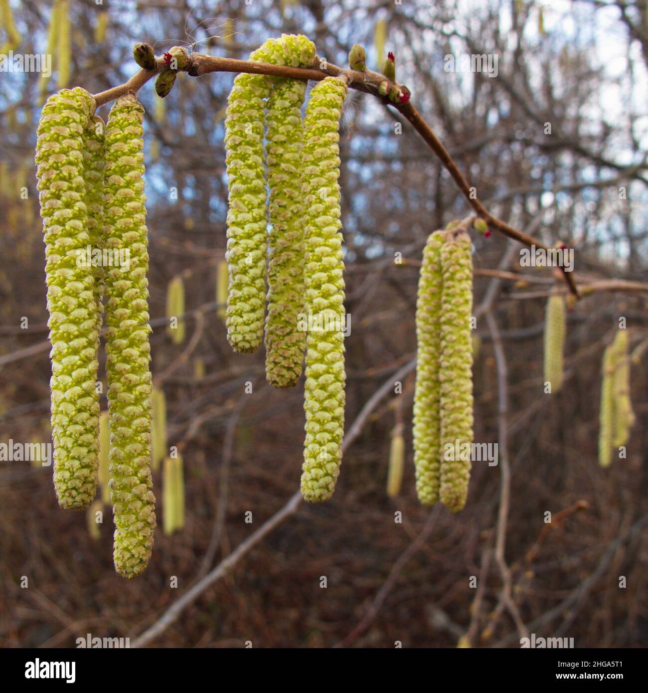 Hazelnut shrub with aglets in a garden in Austria,Europe Stock Photo ...