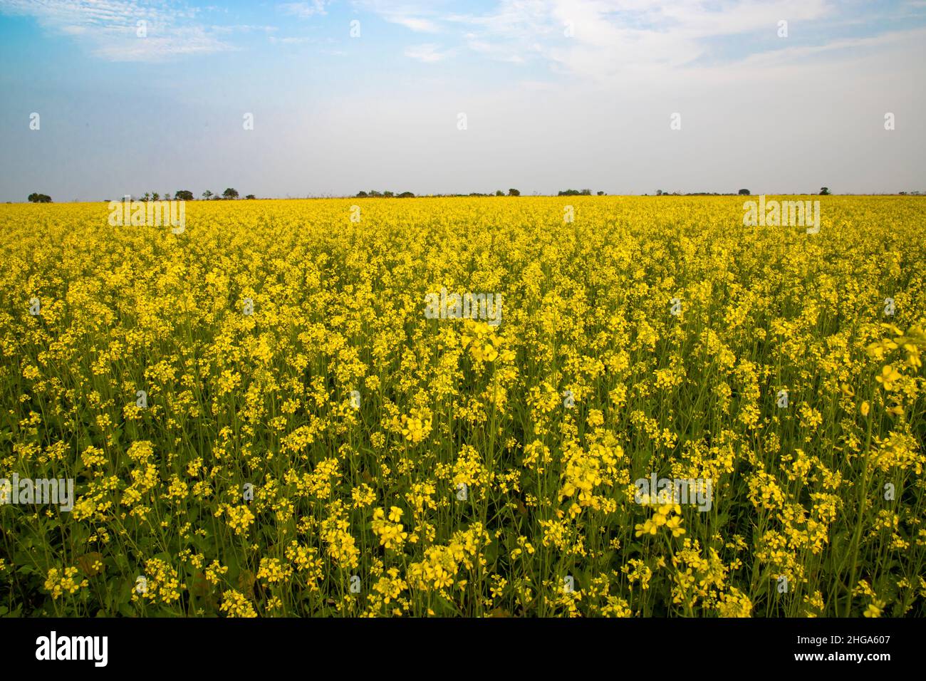Agriculture mustard field hi-res stock photography and images - Alamy