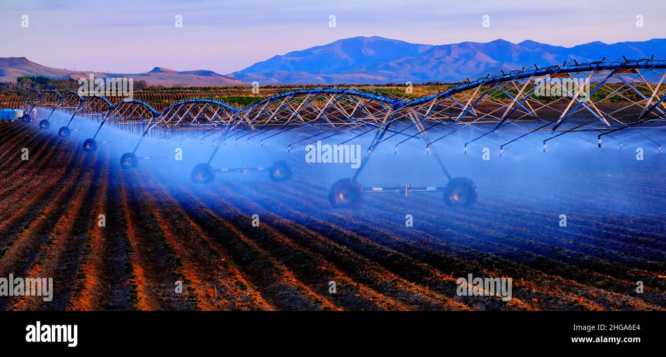 Farming sprinklers waterlines in field for irrigation and watering of ...