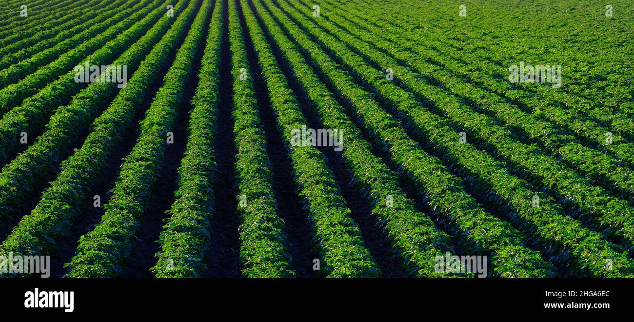 Farm field of lush green crops growing in lines rows Stock Photo - Alamy