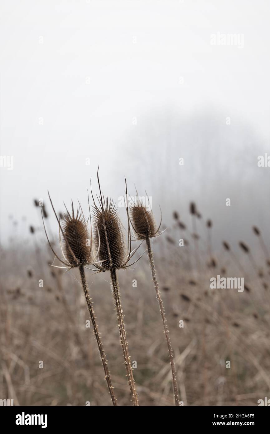 Dry teasel hi-res stock photography and images - Alamy