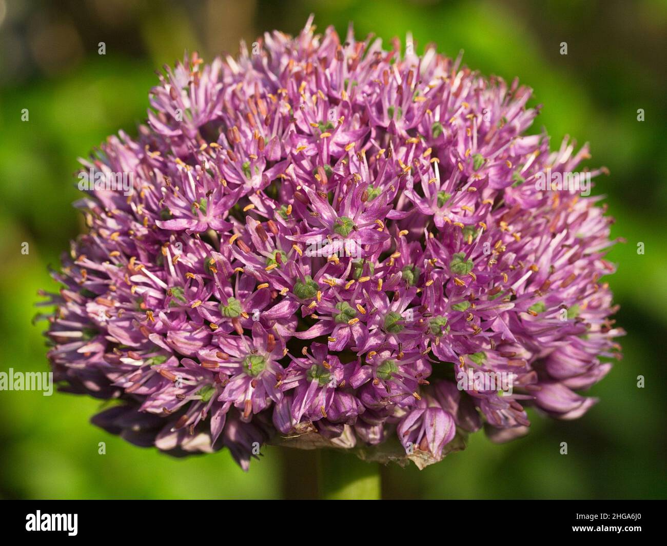 Blossom of a garden garlic in Austria,Europe Stock Photo - Alamy