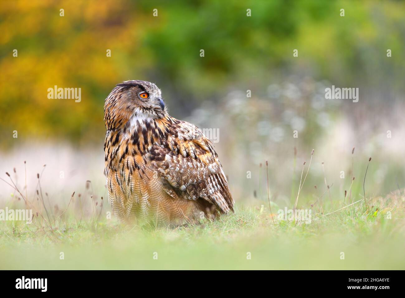 Autumn portrait of an eurasian eagle-owl sitting on the ground and ...