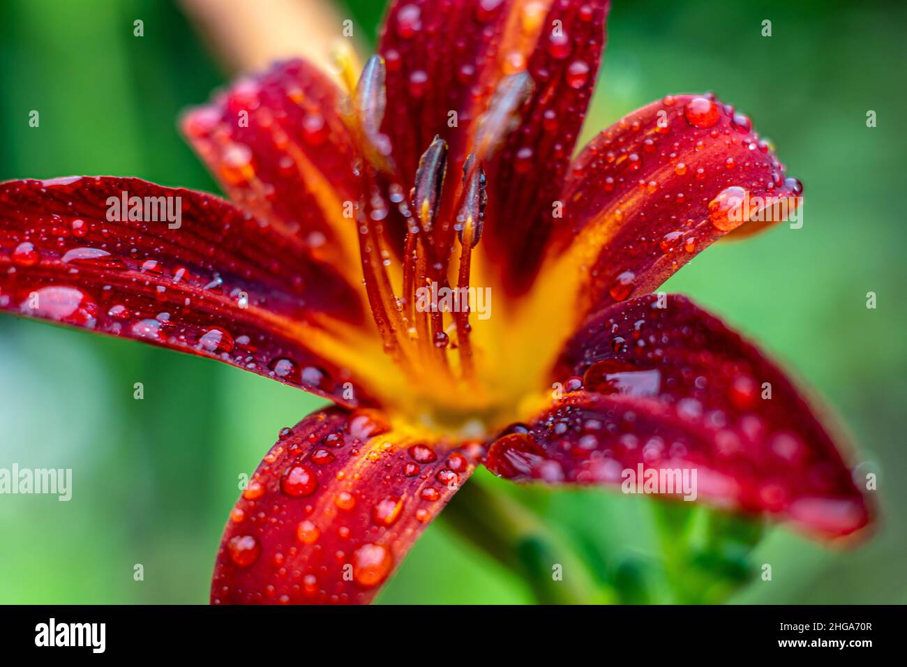 English Garden Flowers Stock Photo - Alamy