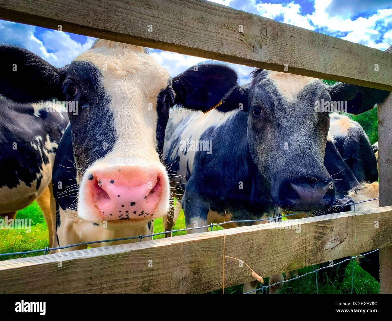 Holstein cows hi-res stock photography and images - Alamy