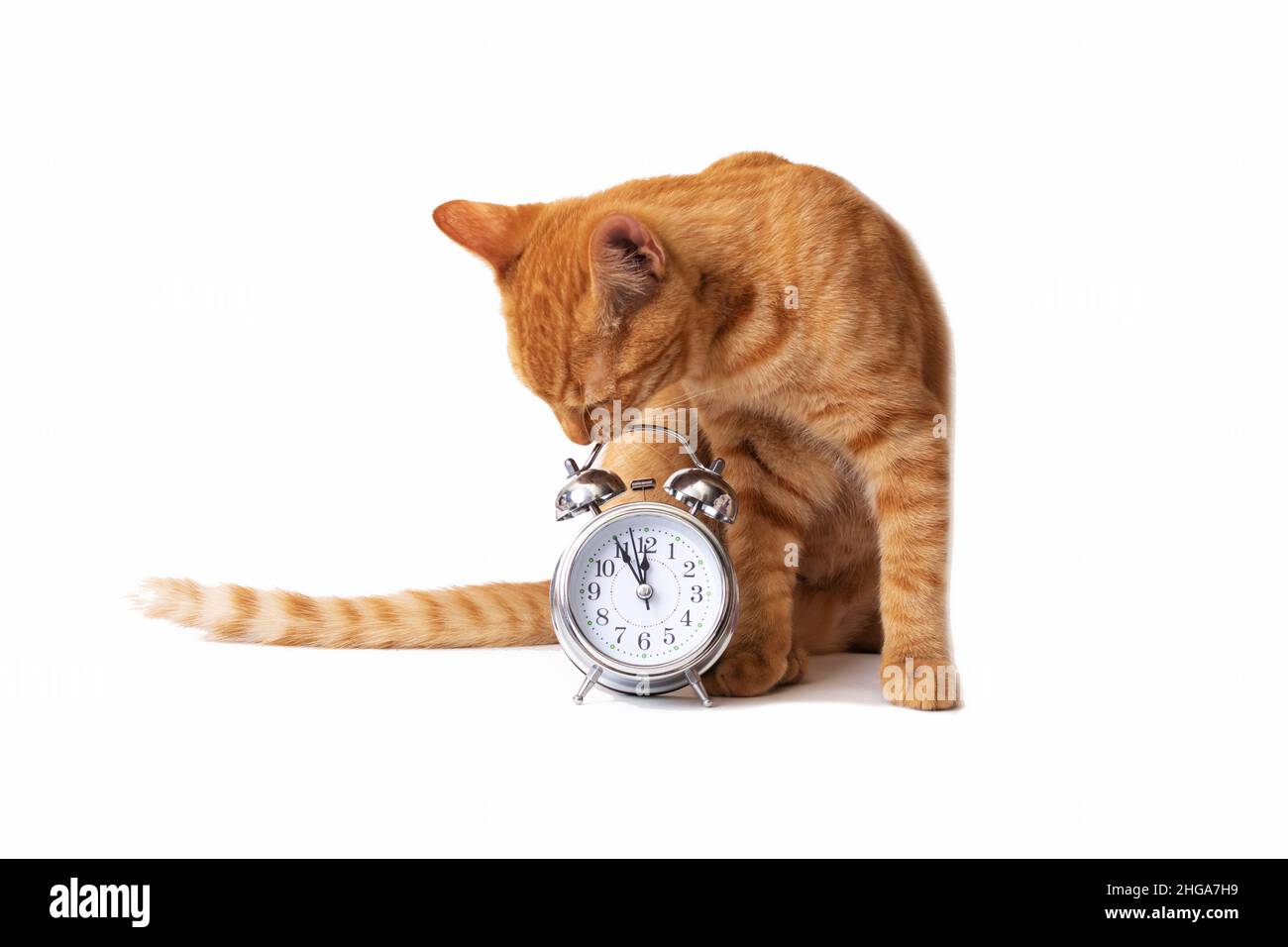 Minute cat Cut Out Stock Images & Pictures - Alamy