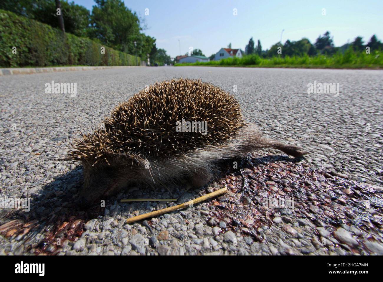 Dead hedgehog on a road in Austria,Europe Stock Photo - Alamy