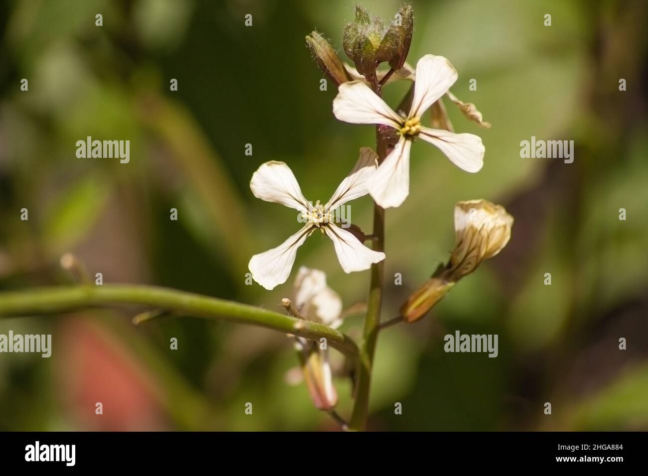 Rocket salad garden hi-res stock photography and images - Alamy