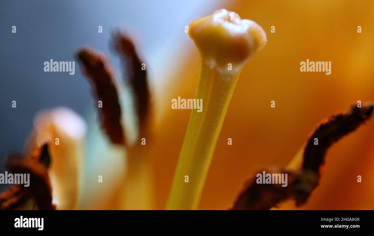Plant Kingdom - Macro of Tiger Lily Stigma and Anthers / Lilium ...