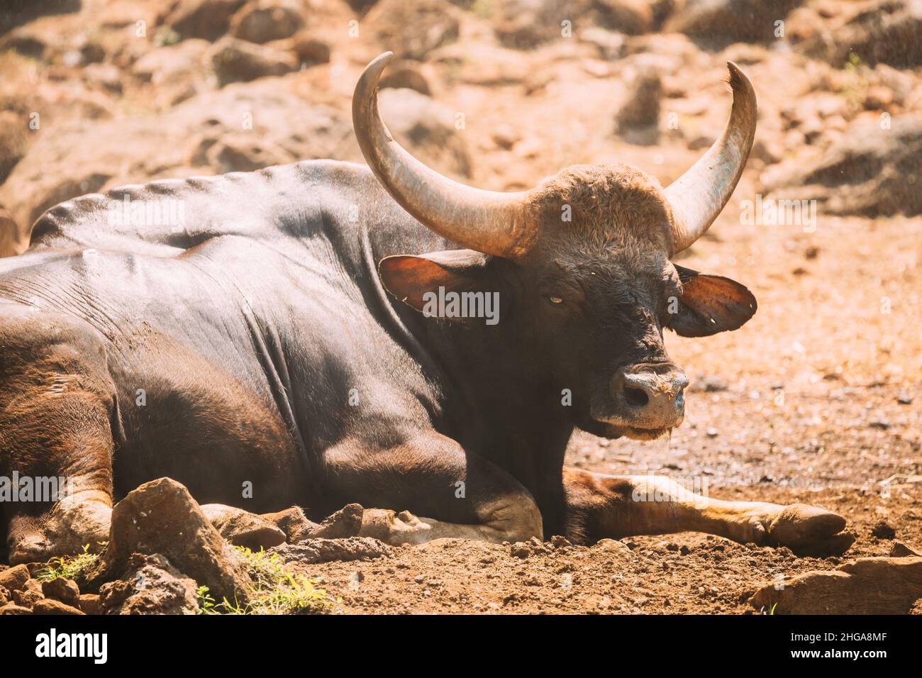 Goa, India. Gaur Bull, Bos Gaurus Or Indian Bison Resting On Ground. It ...