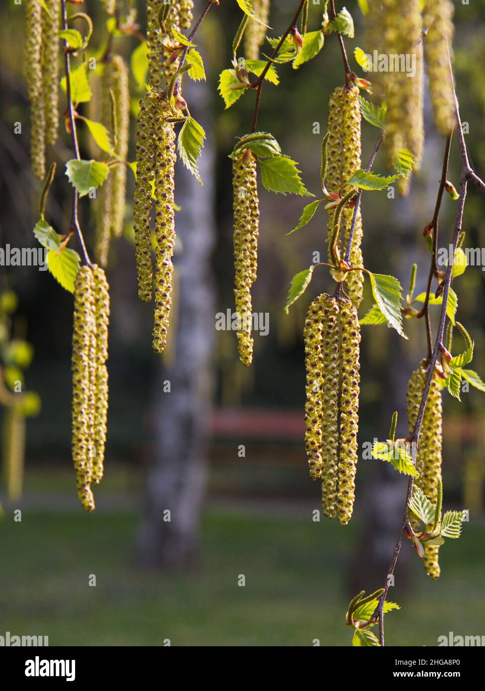 Birch tree with aments in spring in Austria,Europe Stock Photo - Alamy