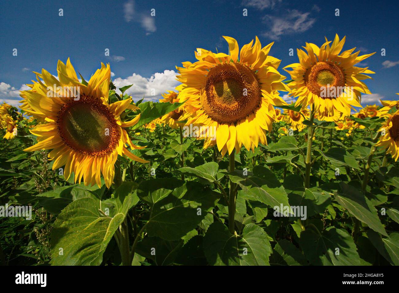 Sunflower field in Burgenland,Austria,Europe Stock Photo - Alamy