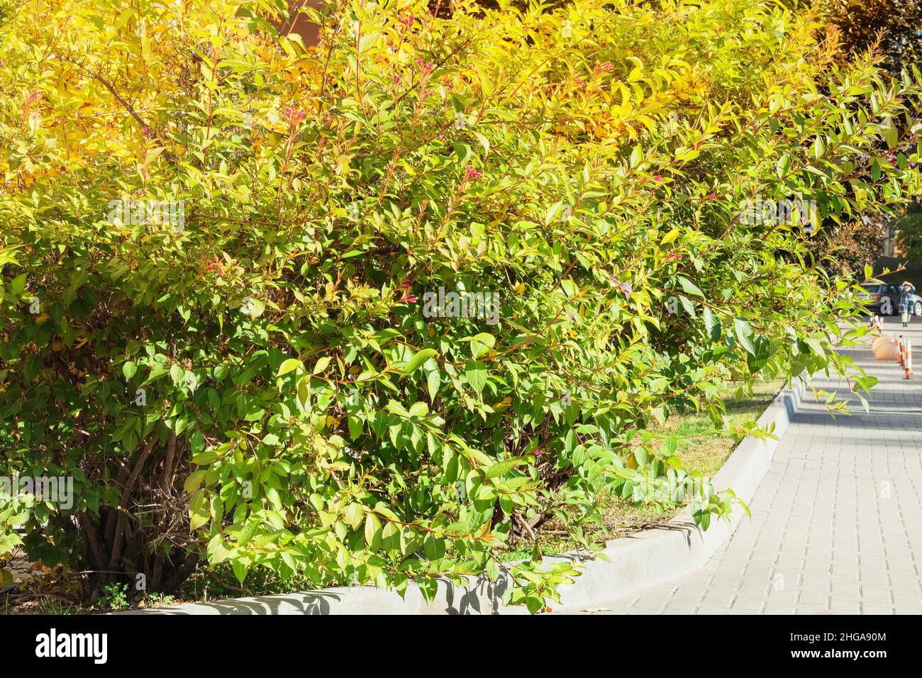 Landscaping of a garden with a green bush, colorful decorative shrubs ...