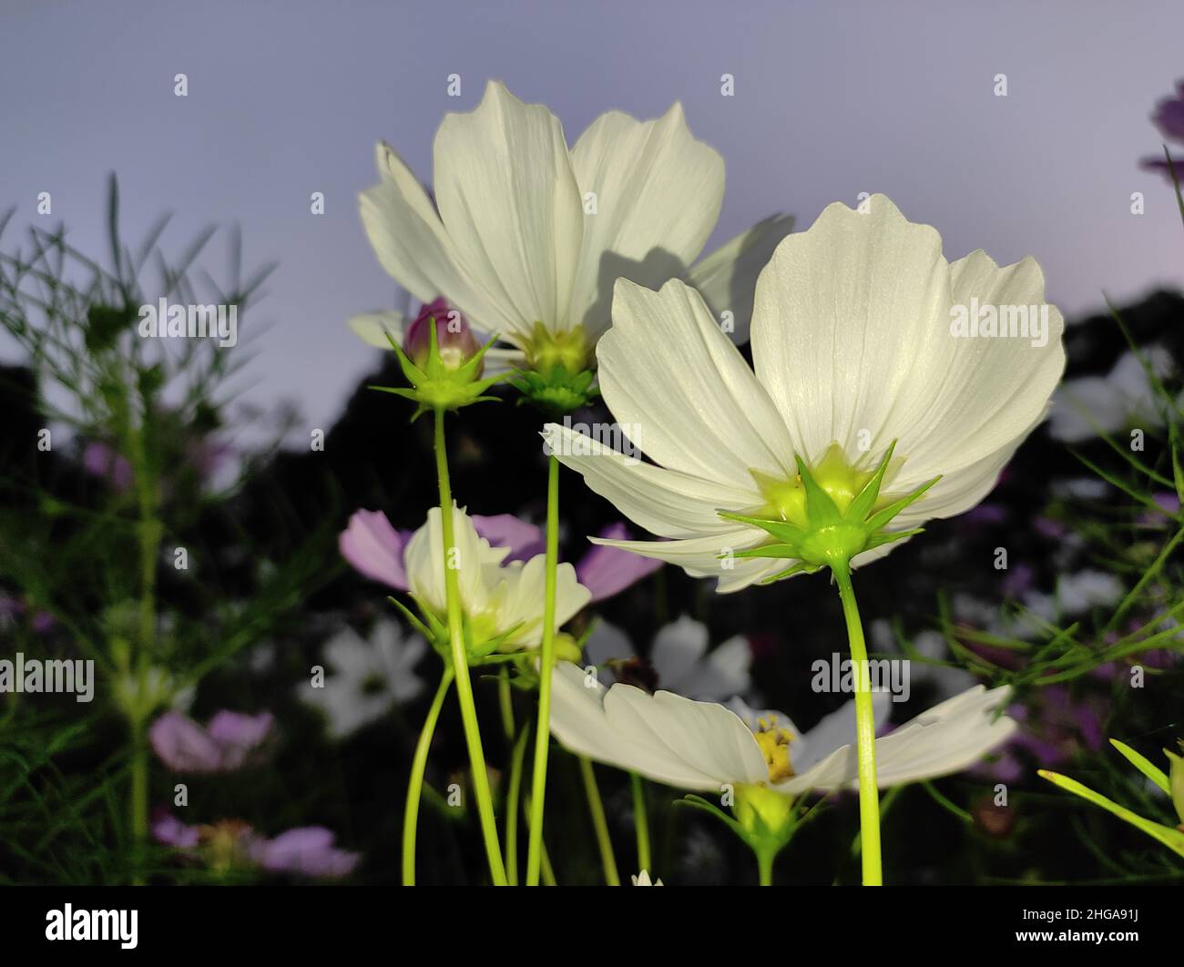 Beautiful Cosmos High Resolution Stock Photography and Images - Alamy