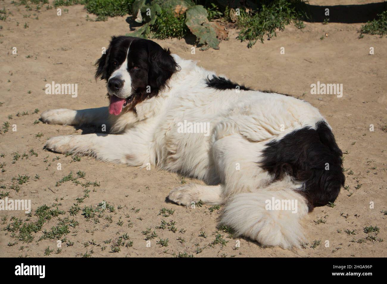 Breed landseer hi-res stock photography and images - Alamy